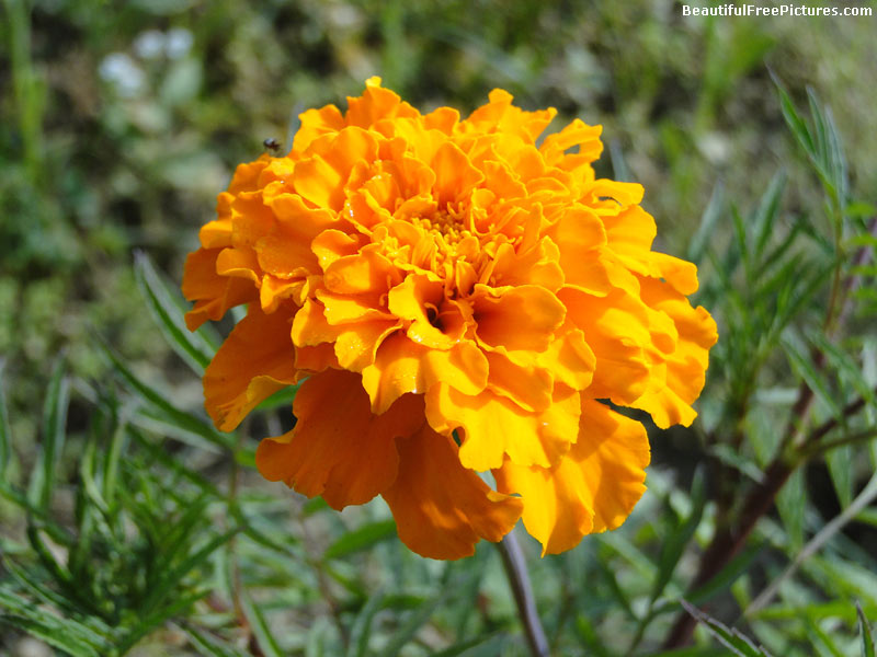 Beautiful Free Pictures - good quality photos of flowers - 25