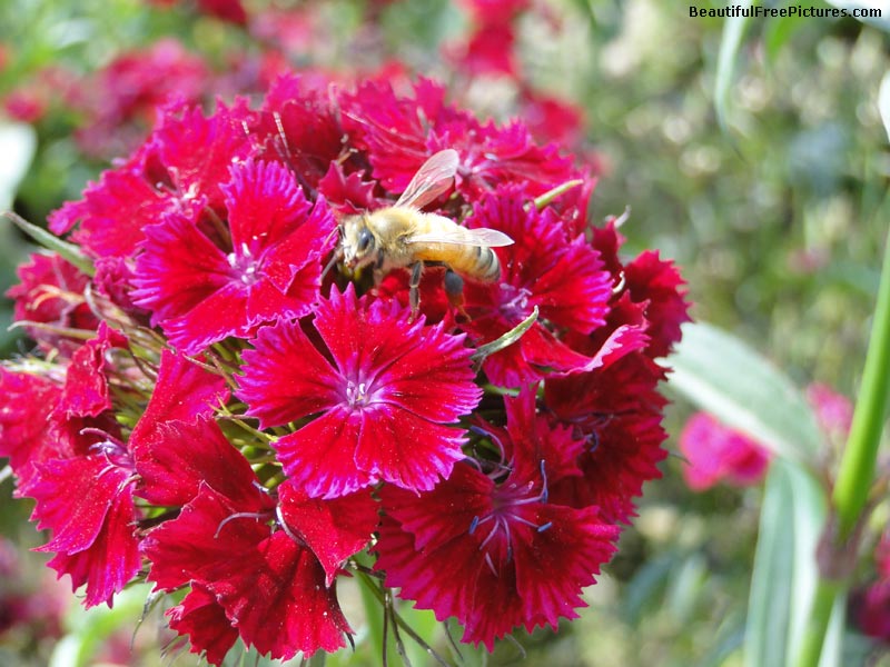 Beautiful Free Pictures - good quality photos of flowers - 25